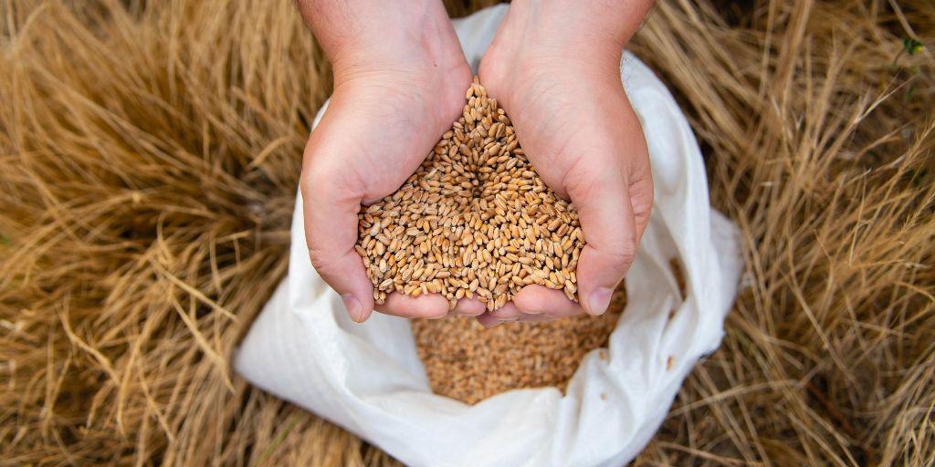 Grani antichi: quali sono e perché preferirli? | NutriDoc